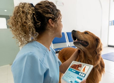 Online Veterinary Technology Bachelor's Degree | Penn Foster